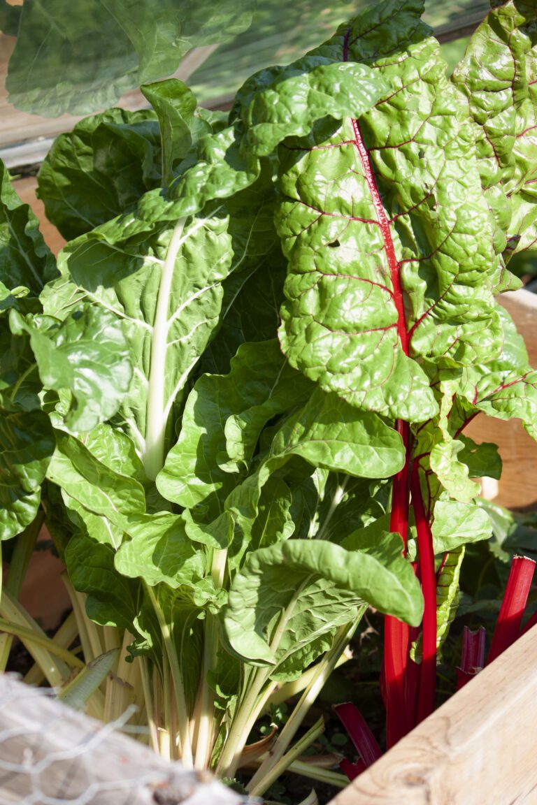 How to Make Swiss Chard Chips - Simple Recipe
