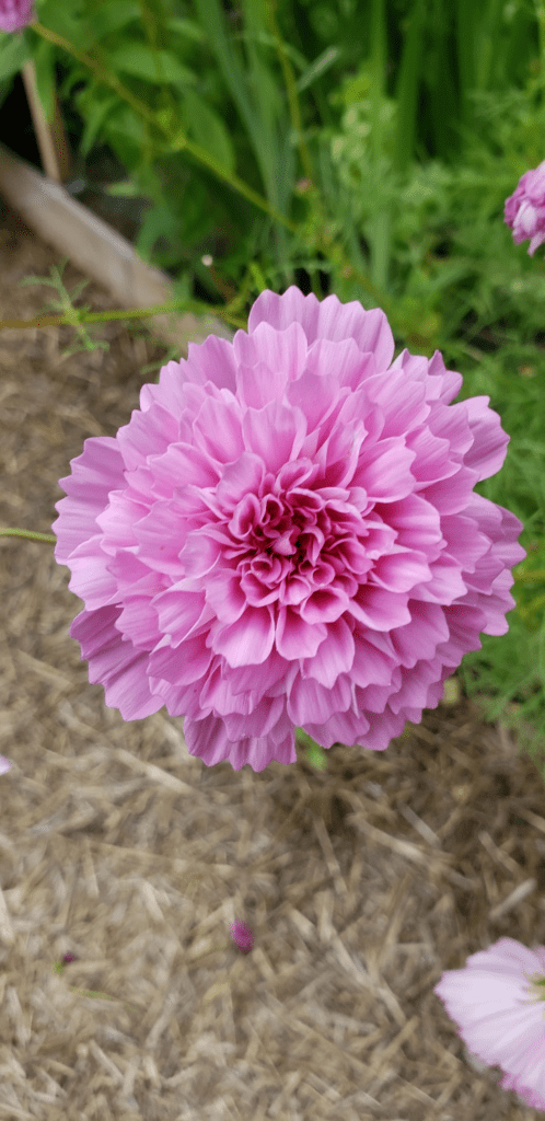 9 Easy to Grow Flowers to Make A Stunning Bouquet