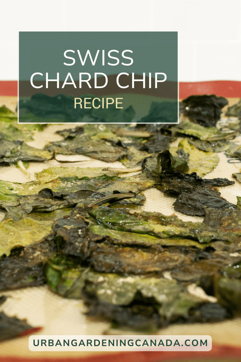 How to Make Swiss Chard Chips - Simple Recipe