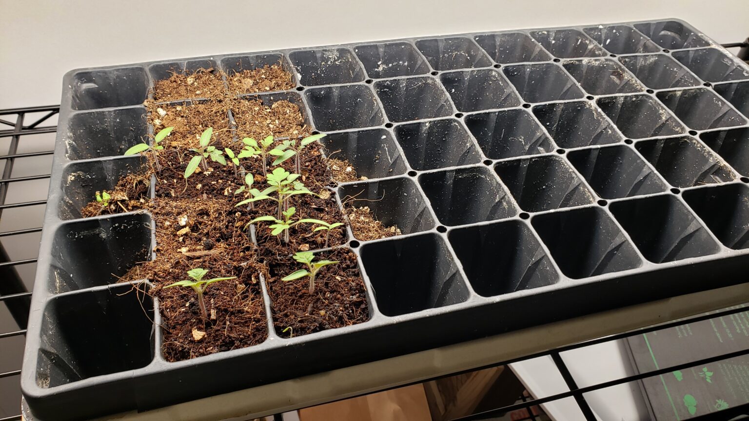 What You Need To Grow Your Own Seeds Indoors