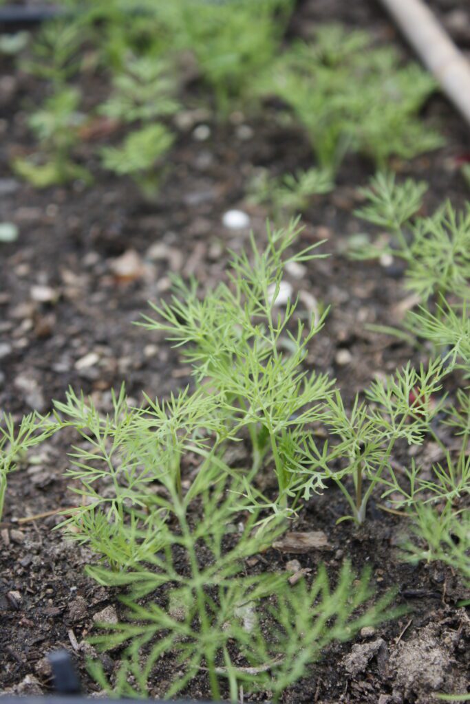 8 Easy to Grow Seeds for the Beginner Gardener