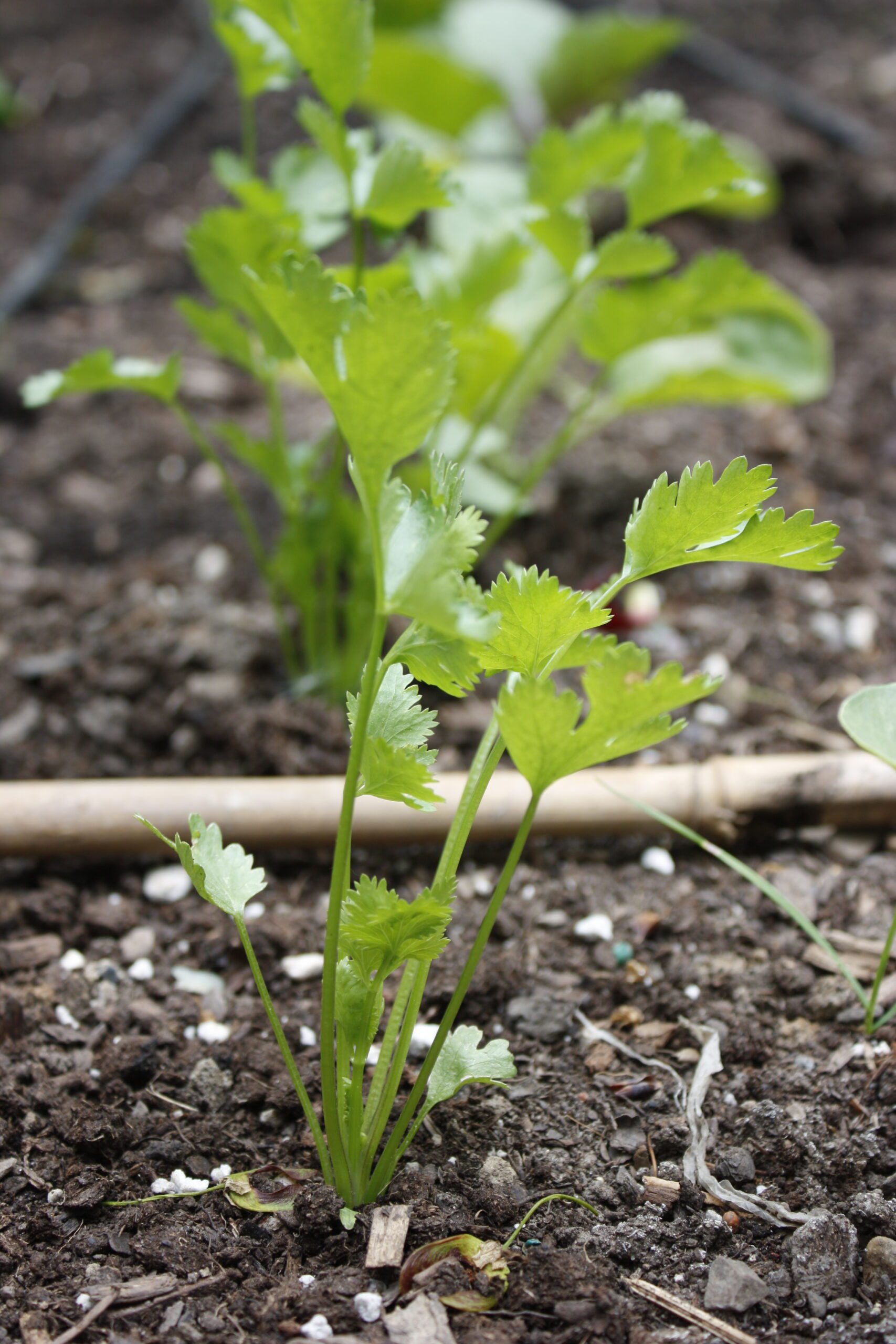 8 Easy to Grow Seeds for the Beginner Gardener