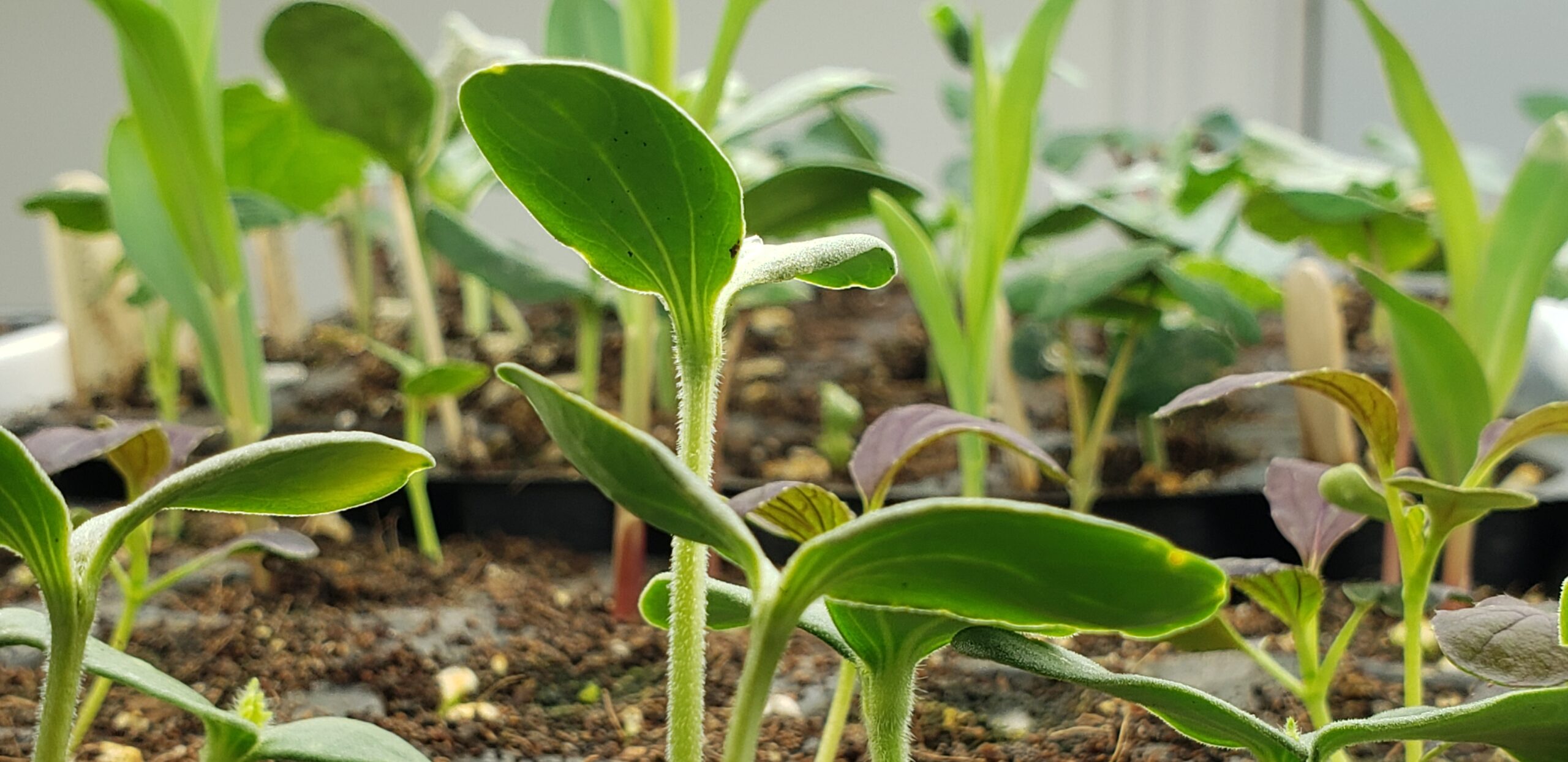 How to Grow From Seed - A Comprehensive Guide