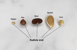 How to Grow From Seed - A Comprehensive Guide