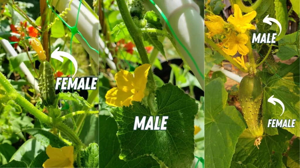 How to Grow Cucumbers From Seed to Harvest