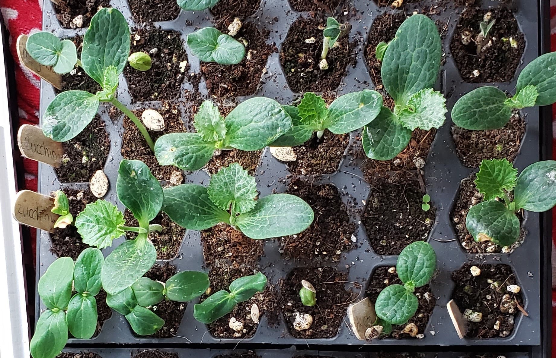 How to Grow Zucchini from Seed to Harvest