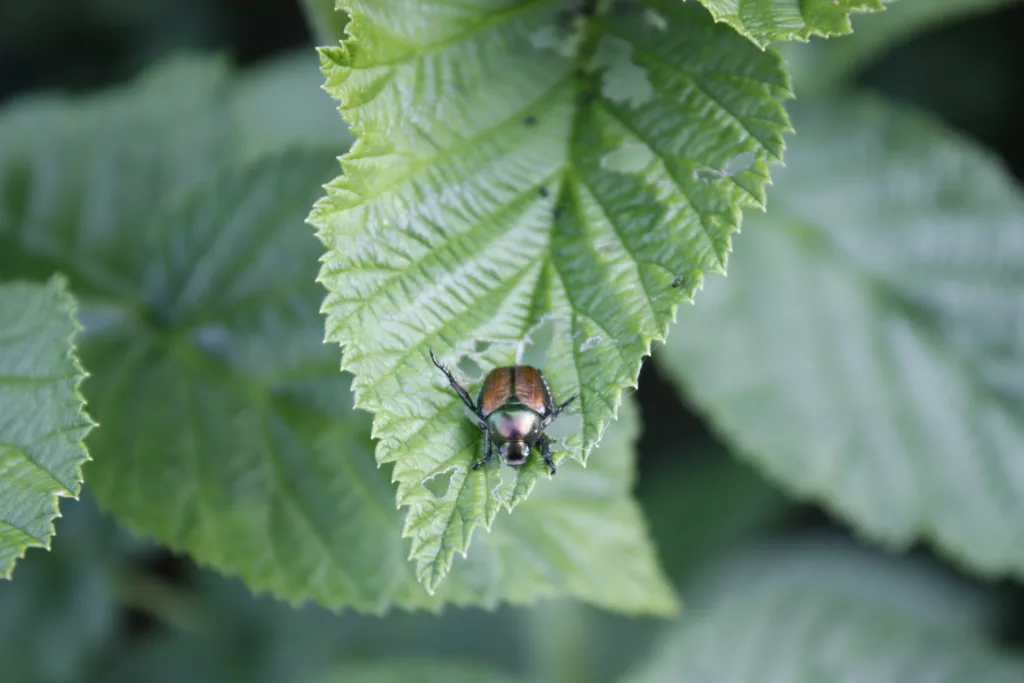 How To Protect Your Garden from Japanese Beetles