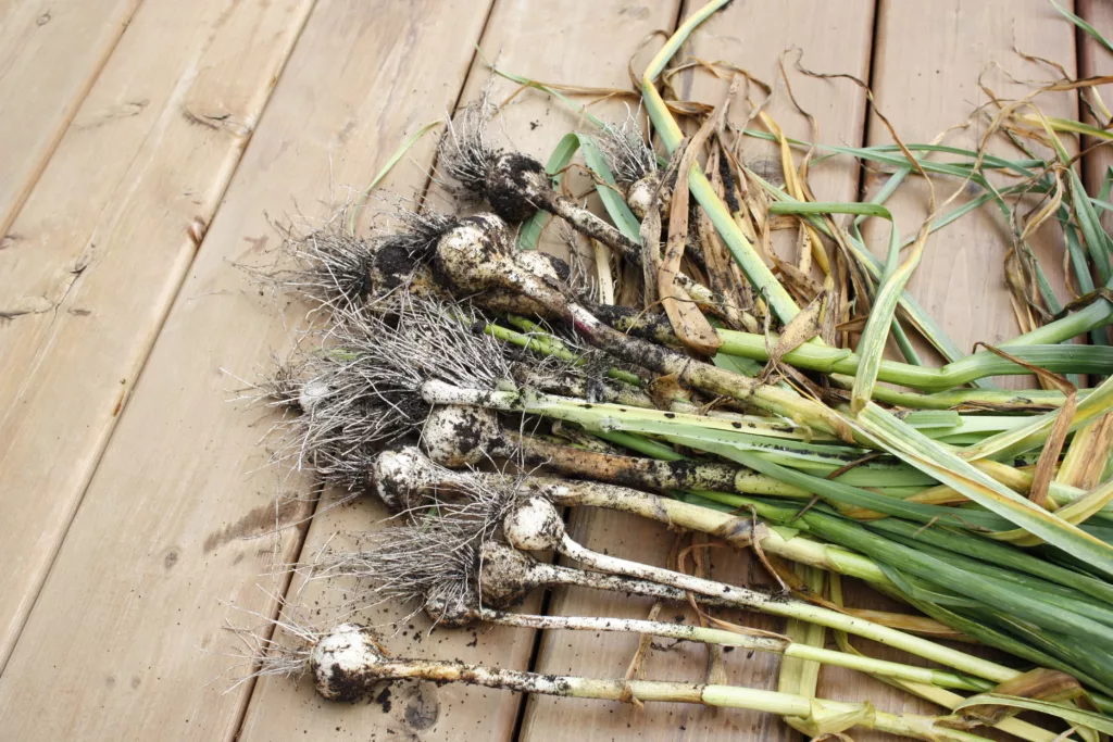 How to Grow Garlic from Clove to Harvest